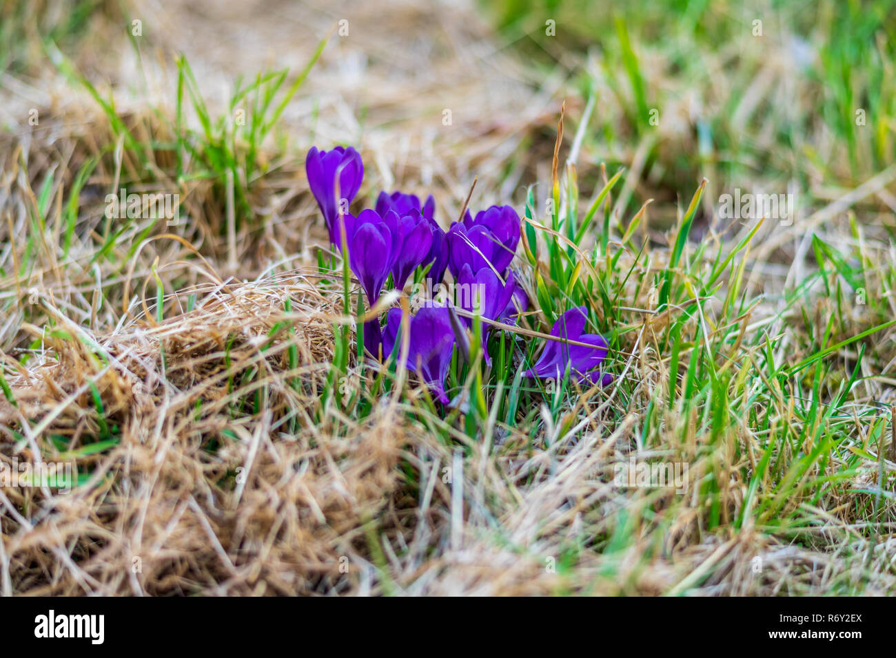 The first spring flowers Crocus (Crocus sativus) in a meadow Stock ...