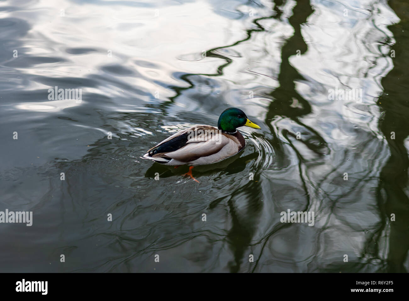 Drake floats on the mirror surface of the water Stock Photo - Alamy