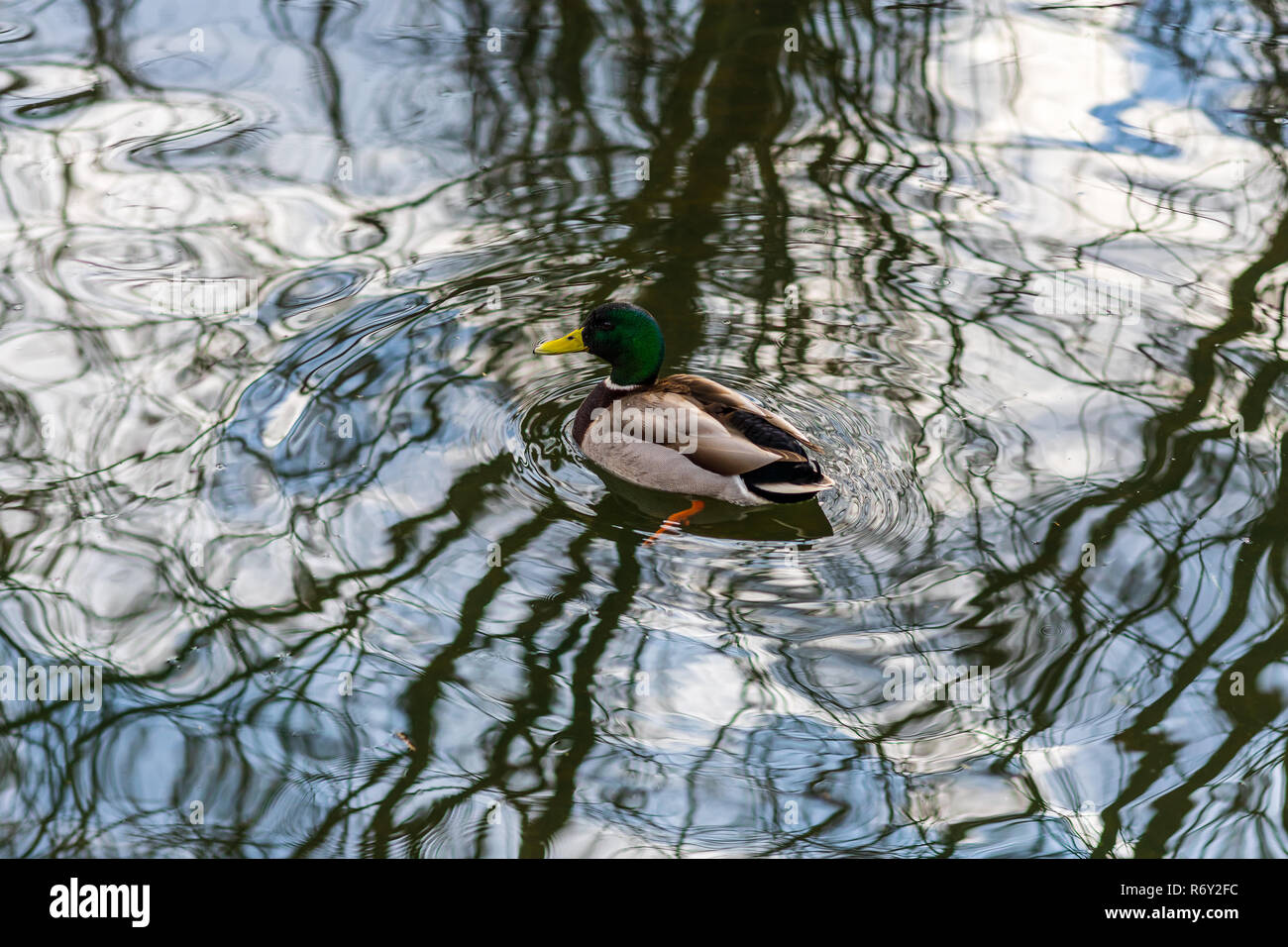 Drake floats on the mirror surface of the water Stock Photo - Alamy