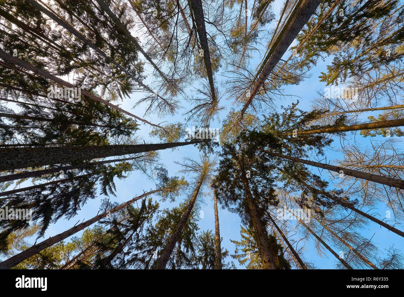 Tall pine trees Stock Photo - Alamy