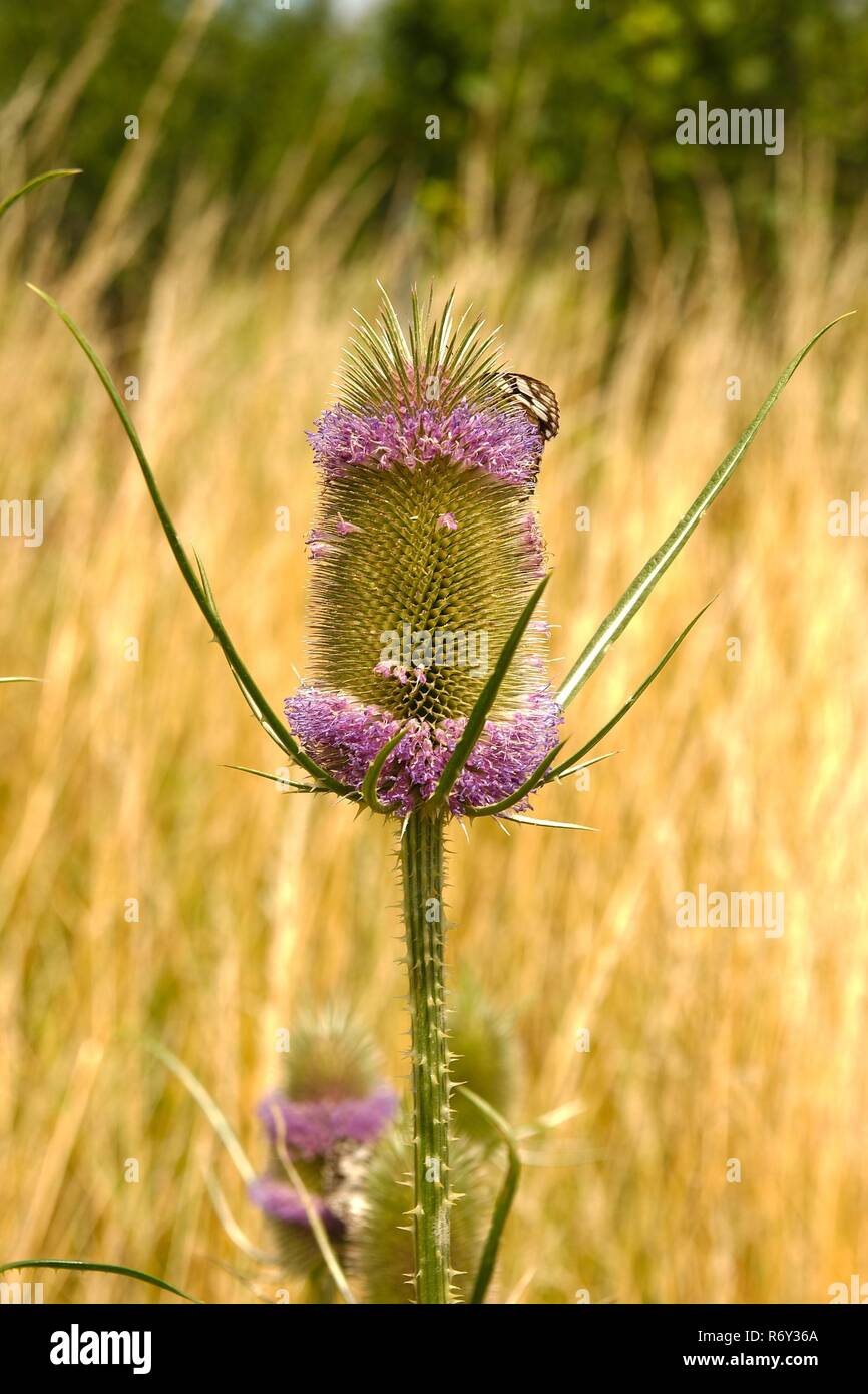 Wild plant, teasel Stock Photo - Alamy