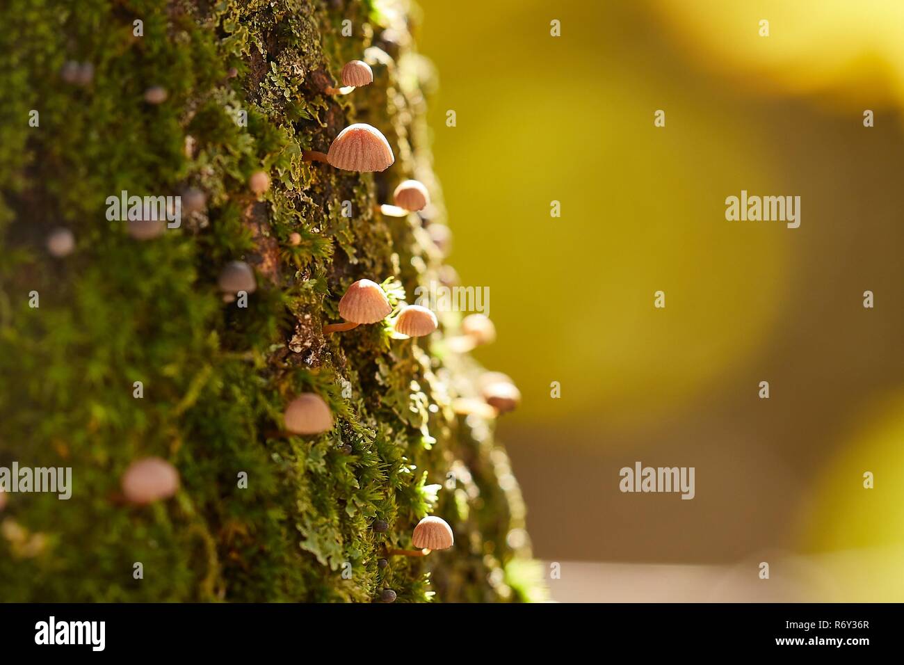 Short trunk tree hi-res stock photography and images - Alamy
