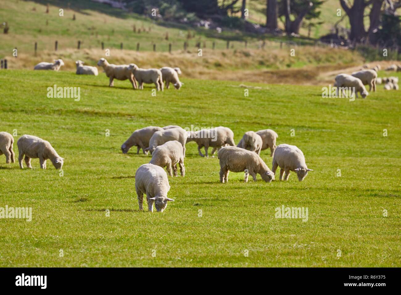 Sheep in the grass Stock Photo - Alamy