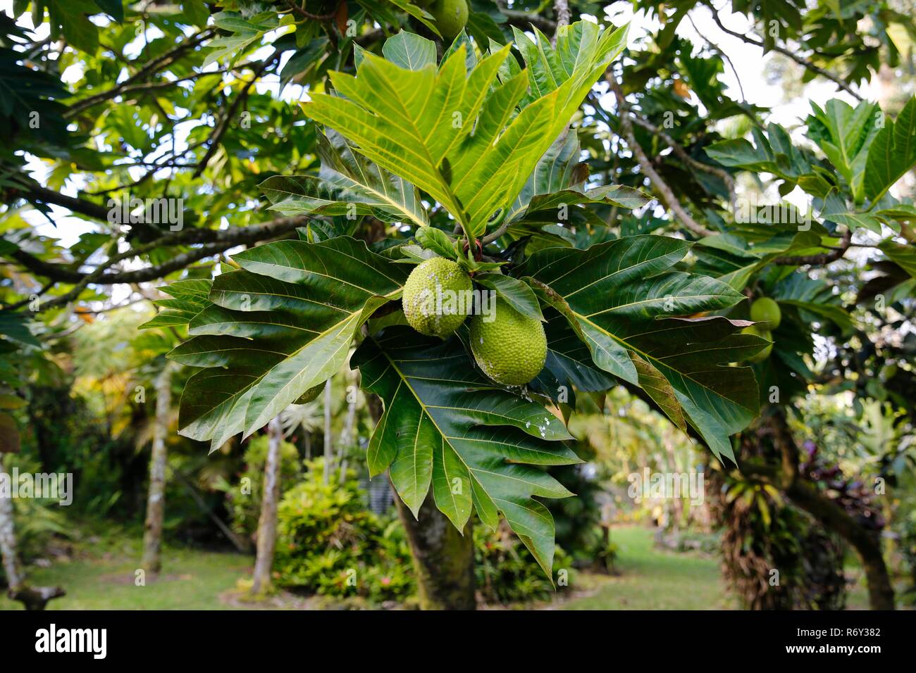 Breadfruit Tree High Resolution Stock Photography and Images - Alamy