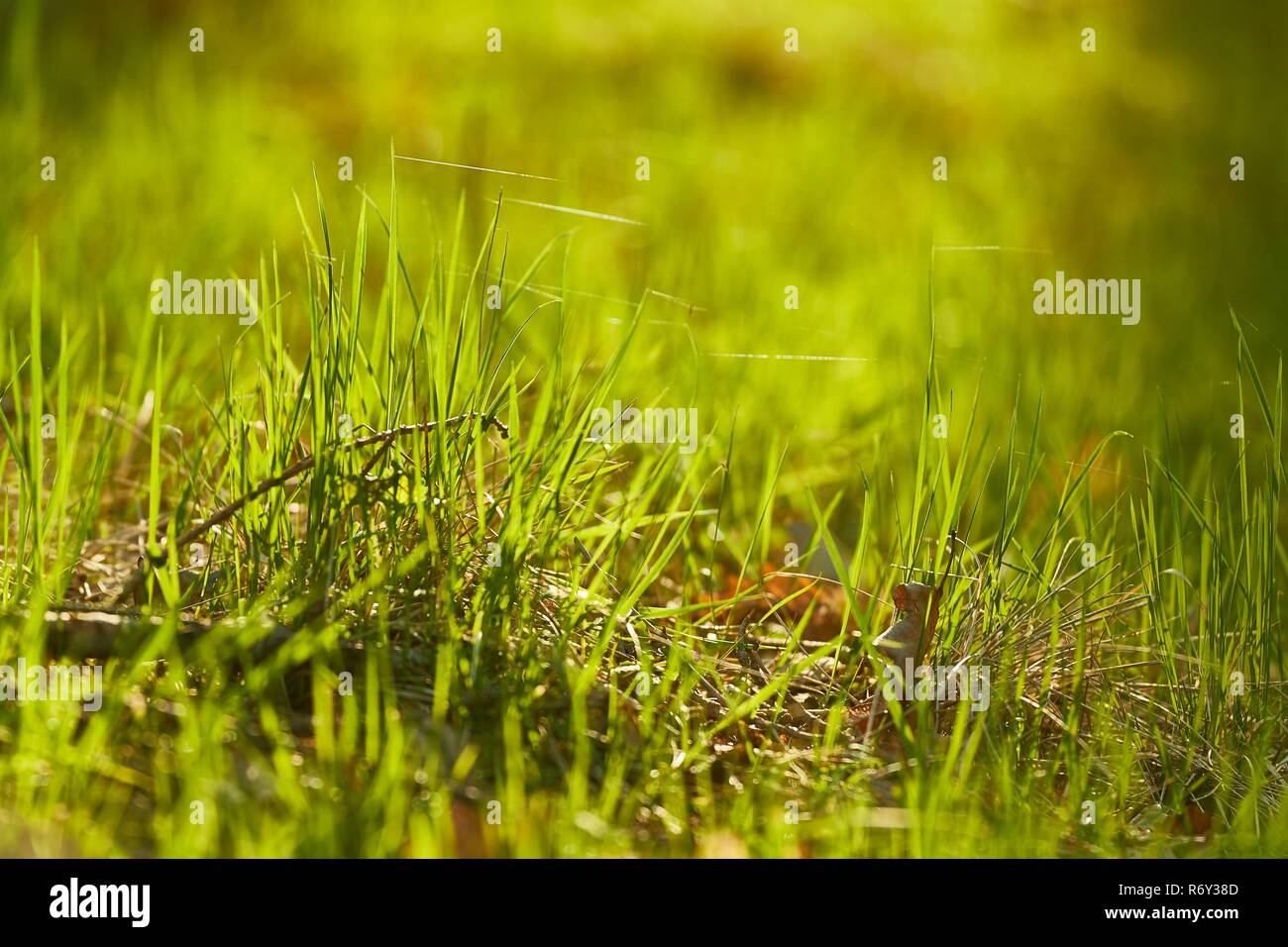 Green Grass Field Stock Photo - Alamy