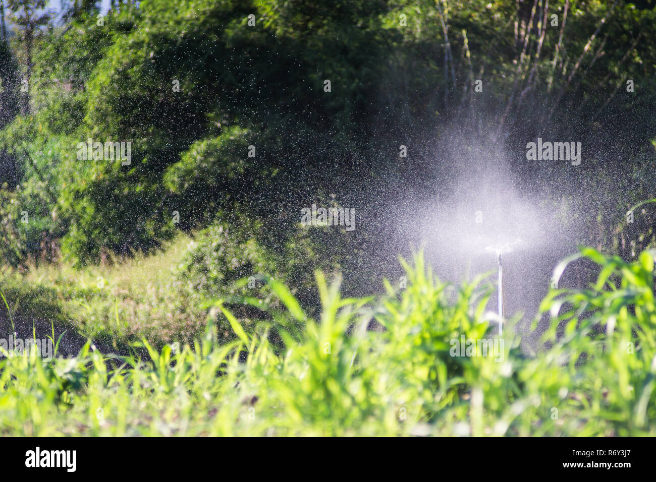 Sprinkler watering corn field hi-res stock photography and images - Alamy