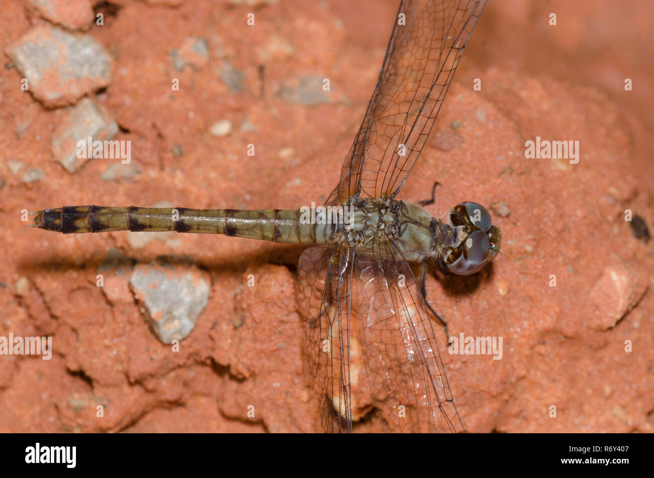 Blue-faced Meadowhawk, Sympetrum ambiguum Stock Photo - Alamy