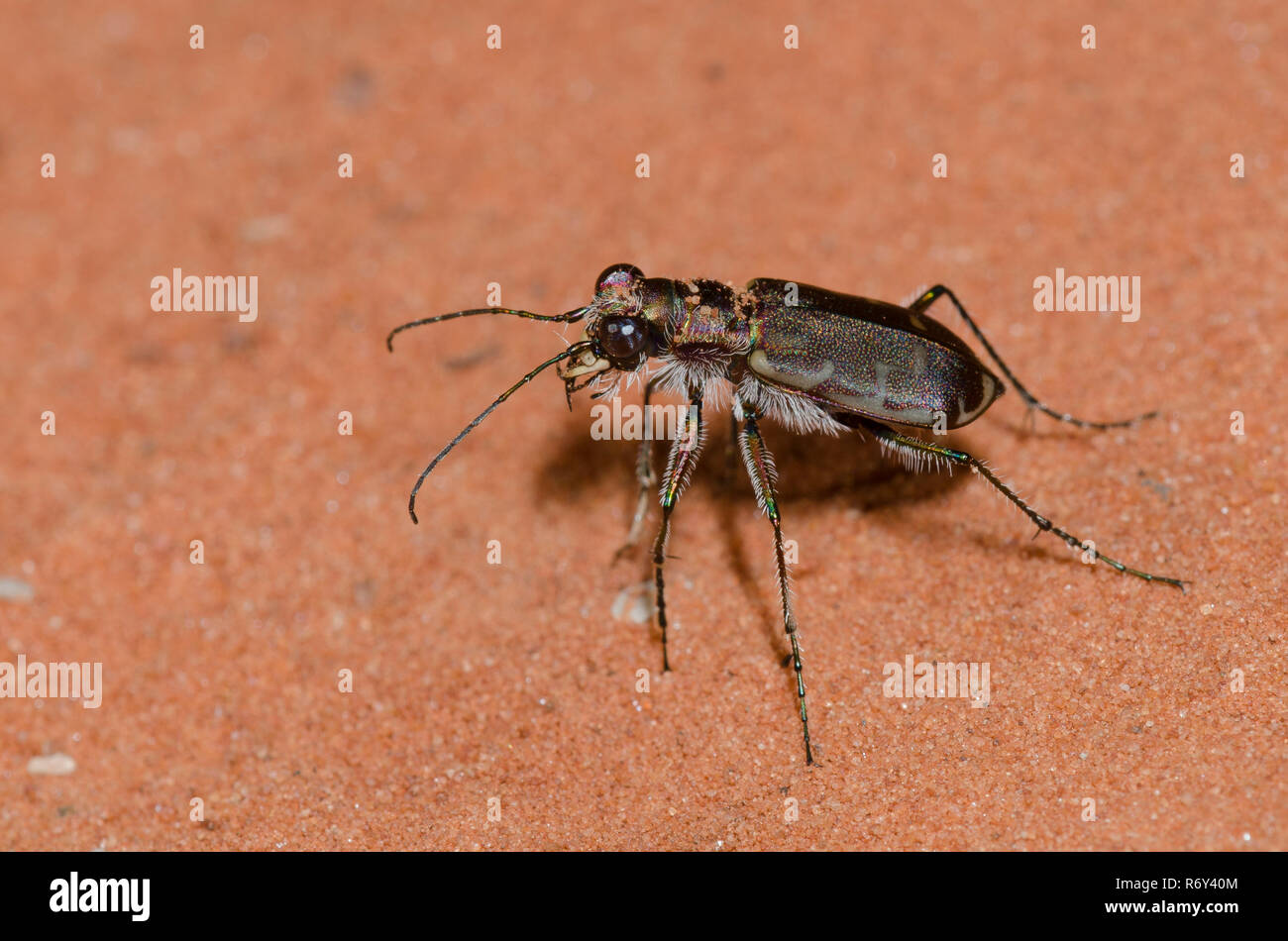 Bronzed Tiger Beetle, Cicindela repanda Stock Photo - Alamy