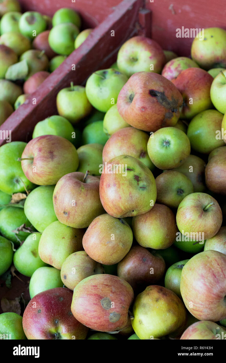 Apples at Detering Farm in Eugene Oregon Stock Photo - Alamy