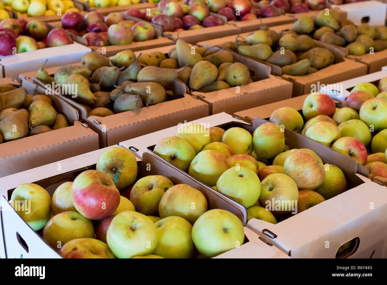 Jonagold apple variety hi-res stock photography and images - Alamy