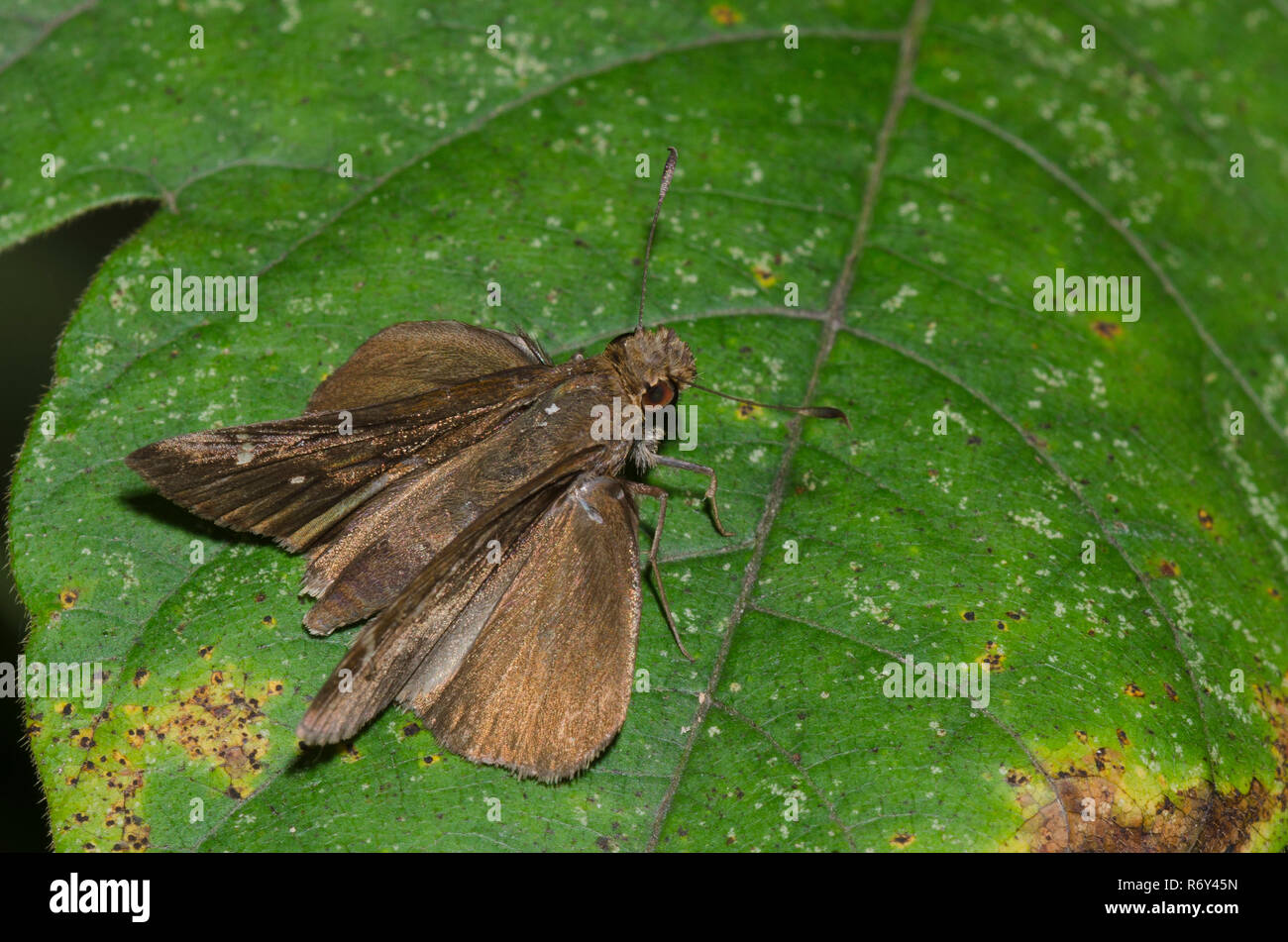 Common Roadside-Skipper, Amblyscirtes vialis Stock Photo - Alamy