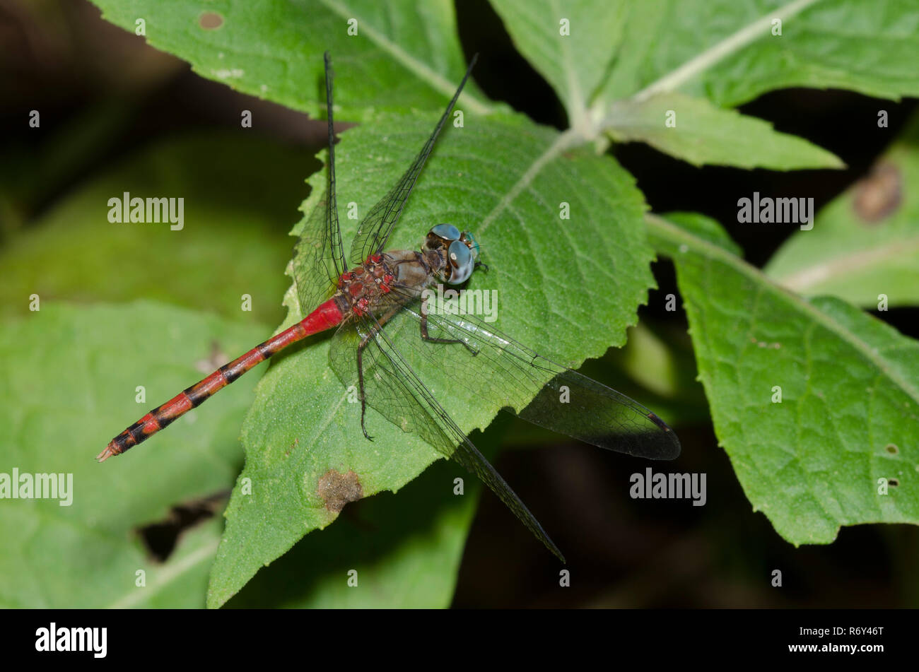 Blue-faced Meadowhawk, Sympetrum ambiguum Stock Photo - Alamy