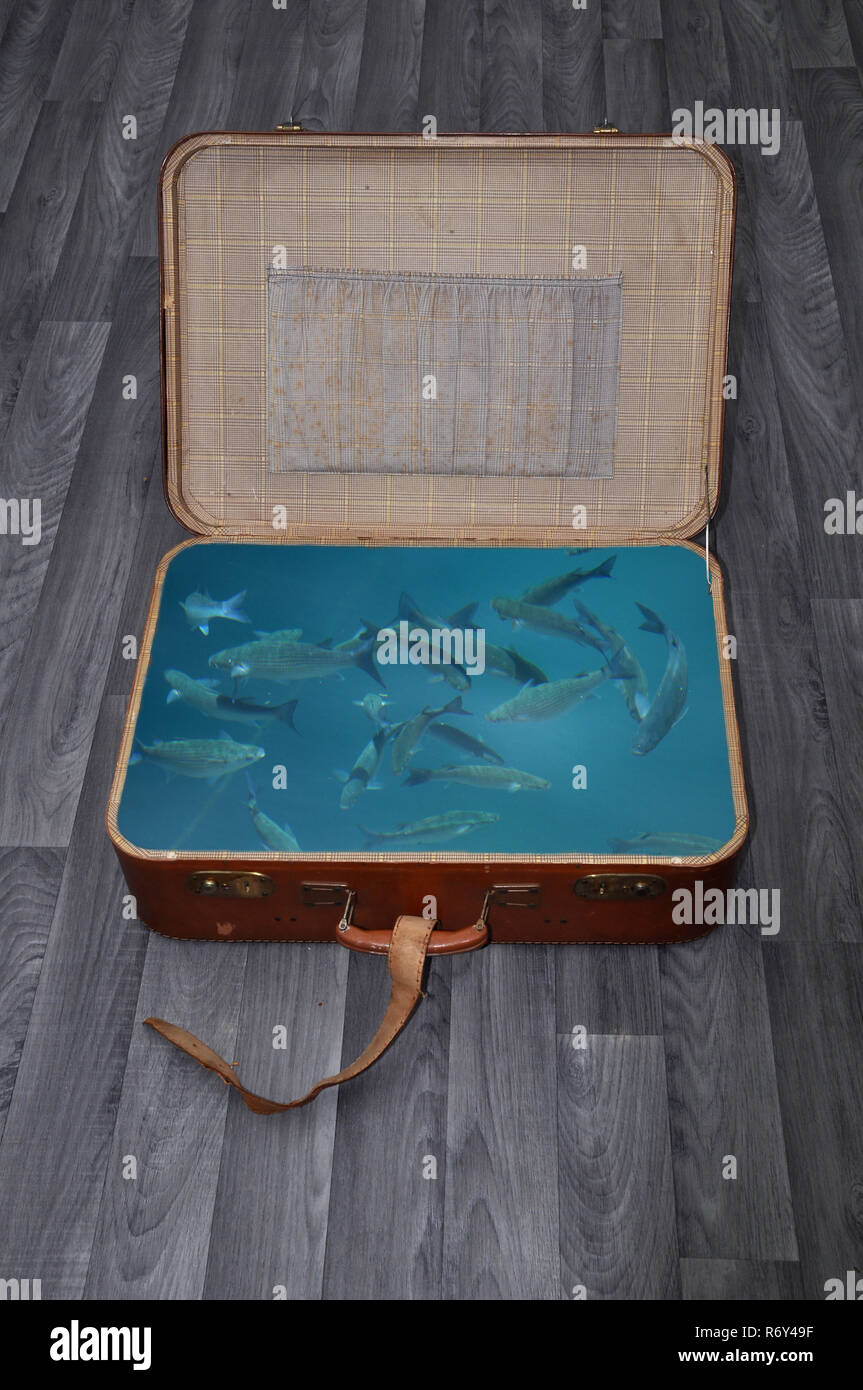 Fish suitcase hi-res stock photography and images - Alamy