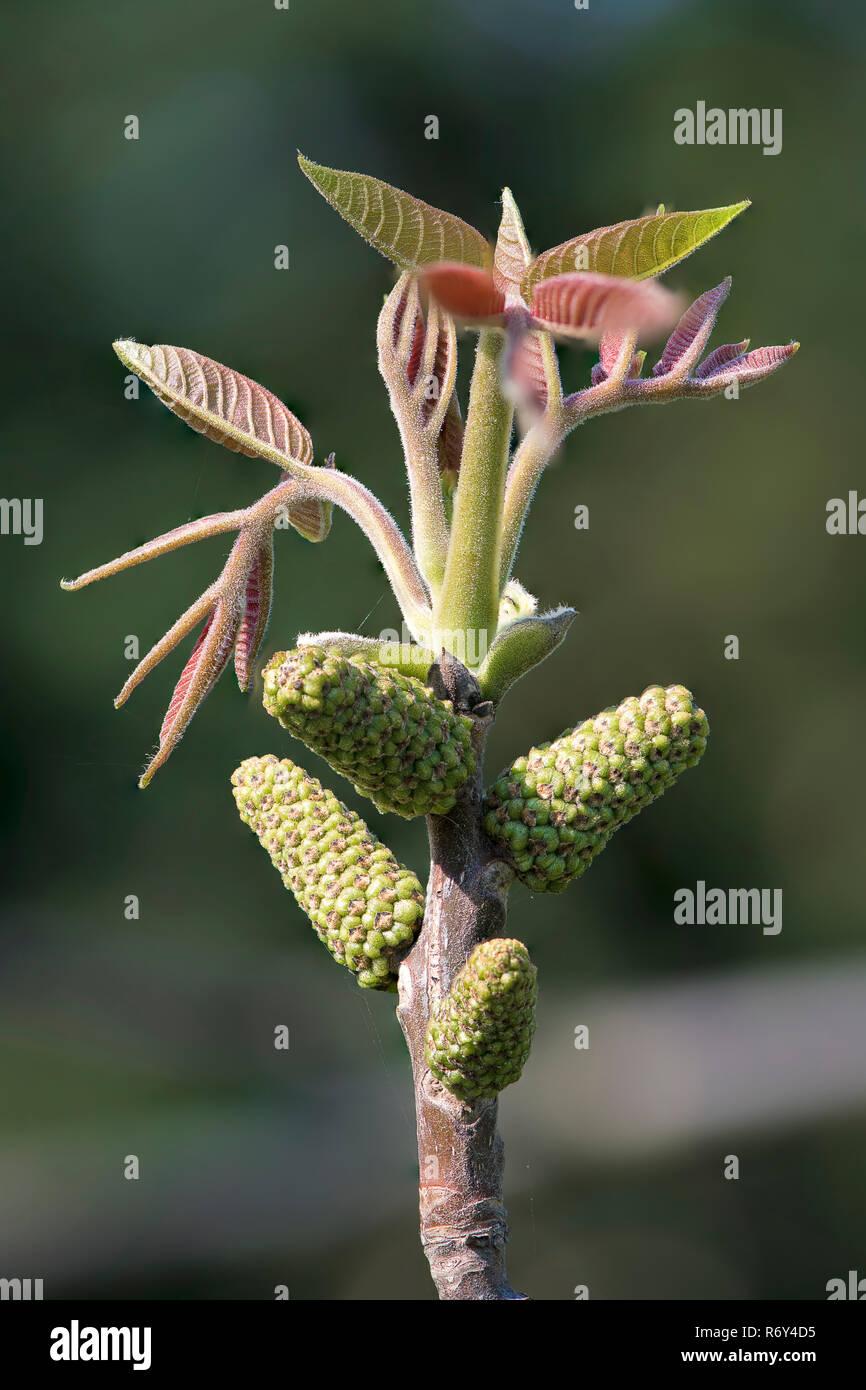 Ume garden hi-res stock photography and images - Alamy