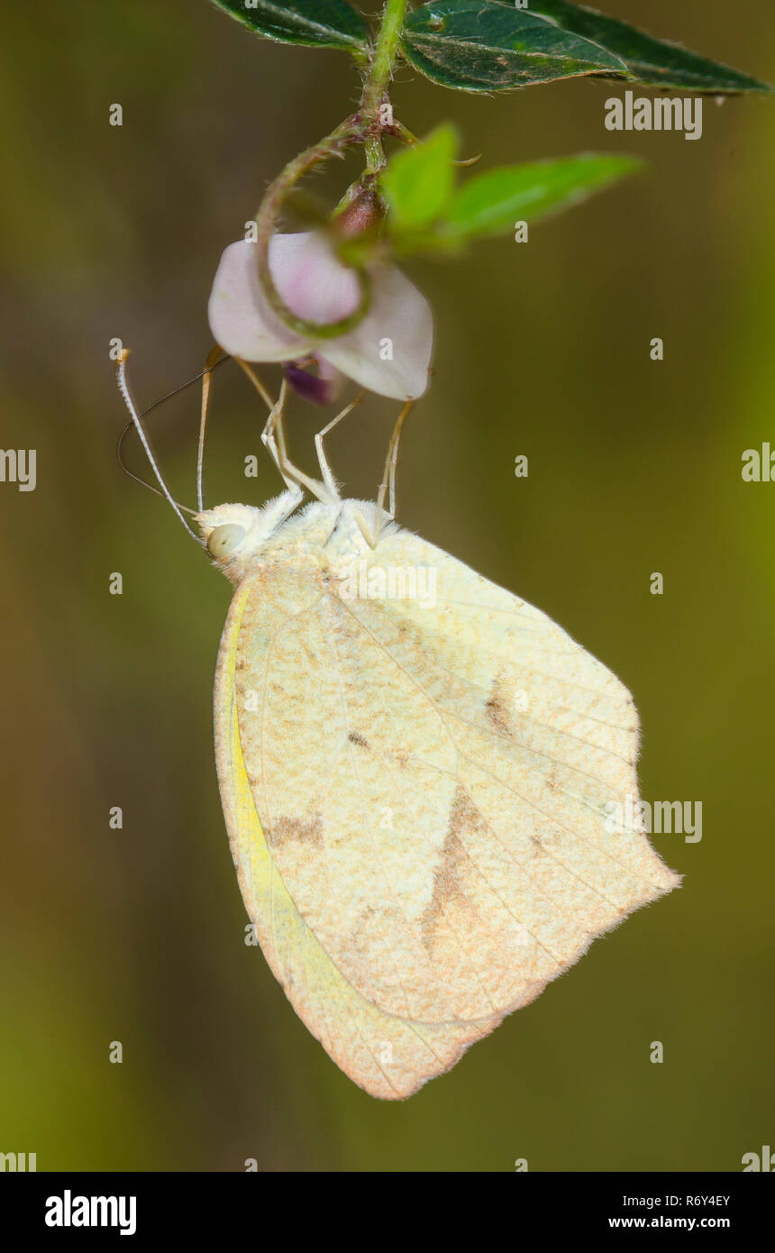 Amberique hi-res stock photography and images - Alamy