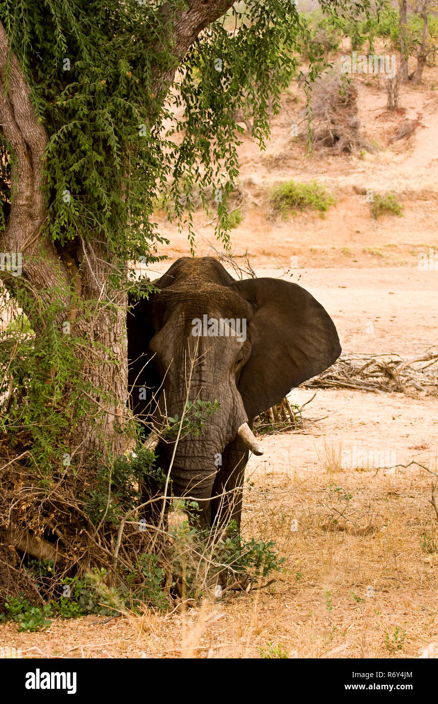 Hidden behind a tree hi-res stock photography and images - Alamy