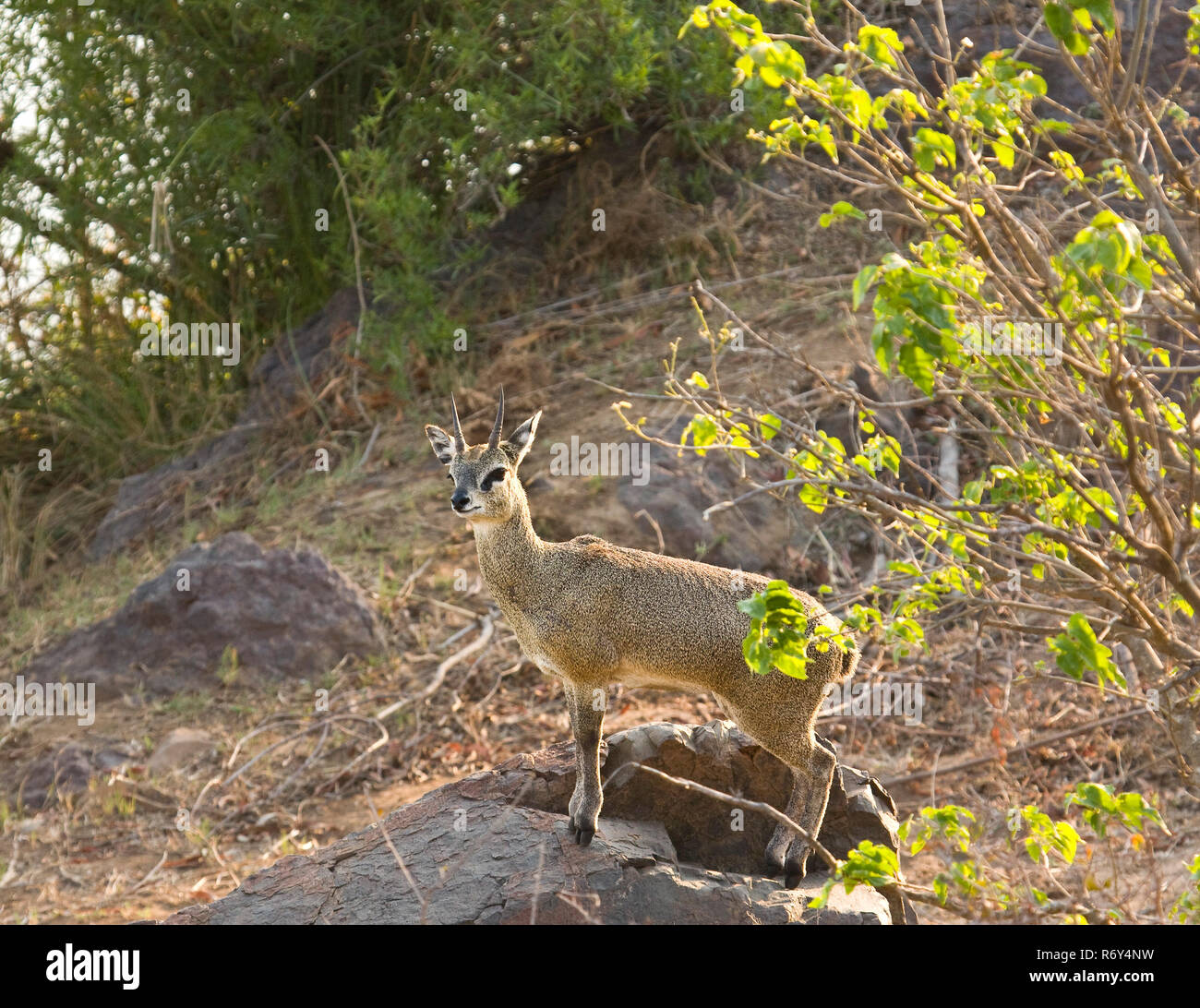Klipspringer, Oreotragus oreotragus, standing on a rock in Kruger park ...