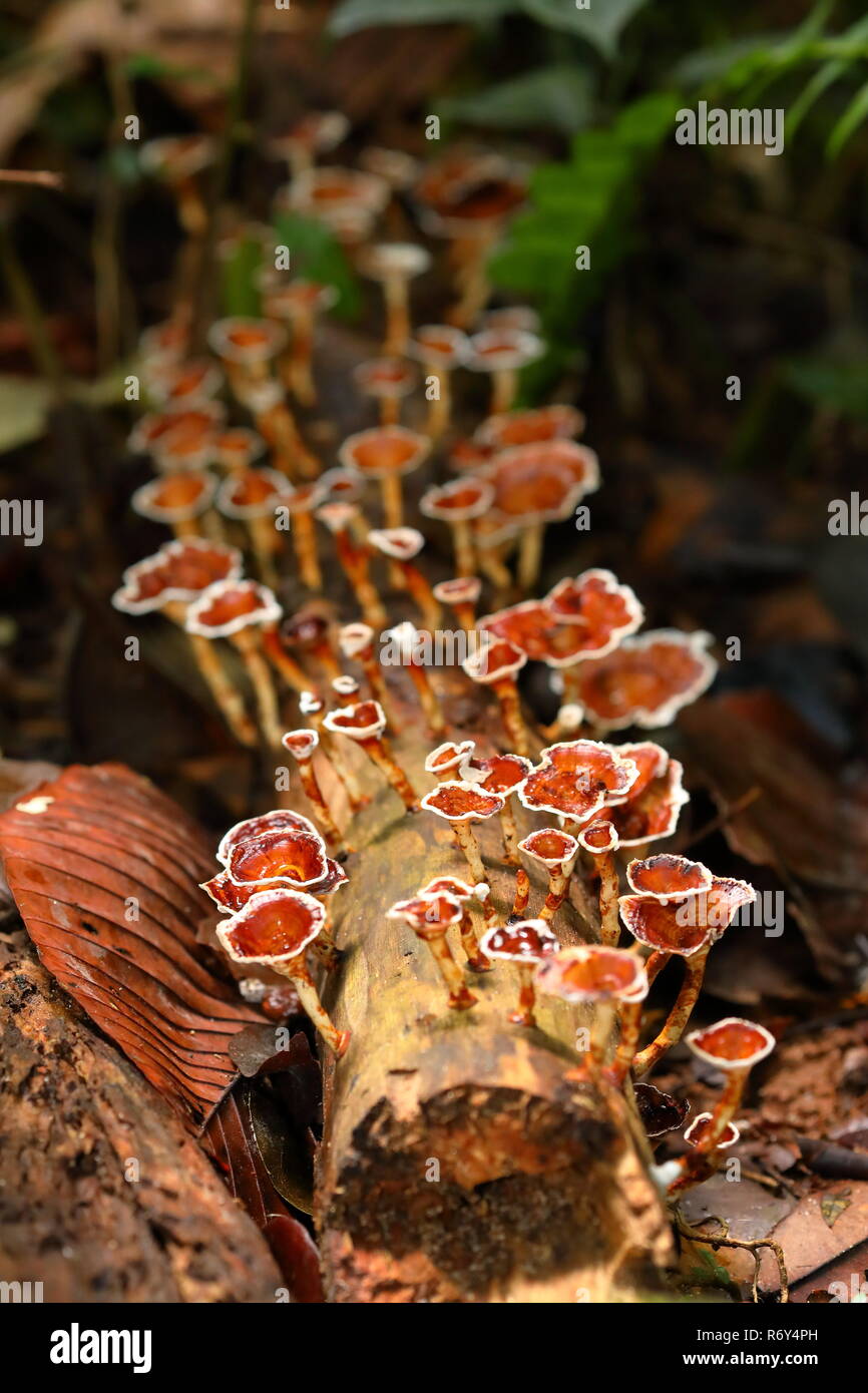 Tree fungi in the rainforest hi-res stock photography and images - Alamy