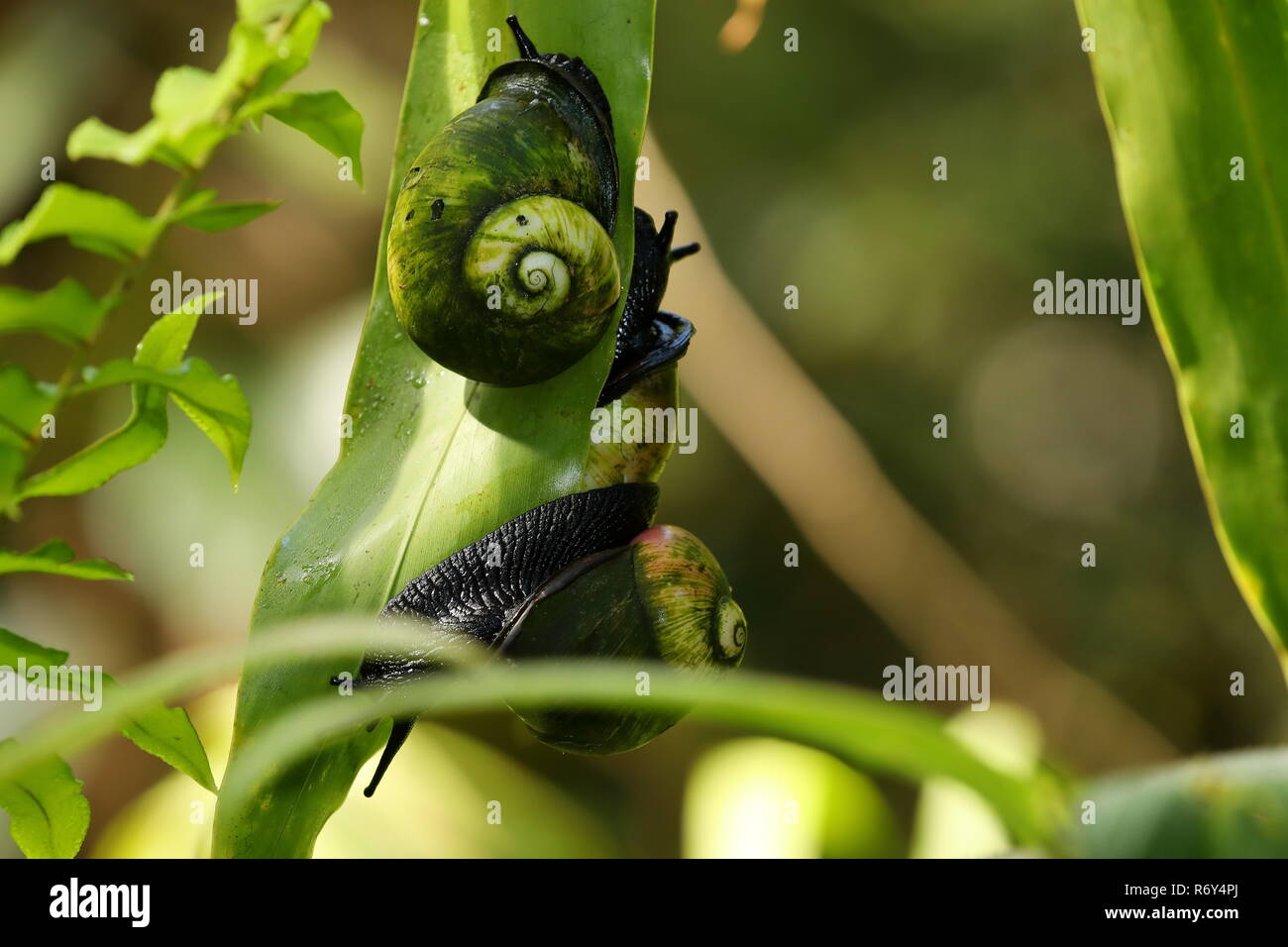 Rainforest snail hi-res stock photography and images - Alamy