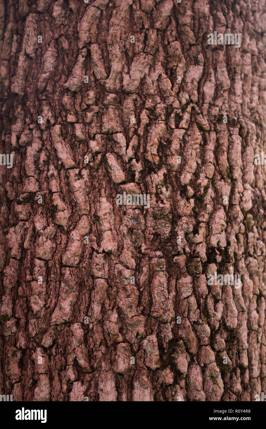 Texture of tree or background Stock Photo - Alamy