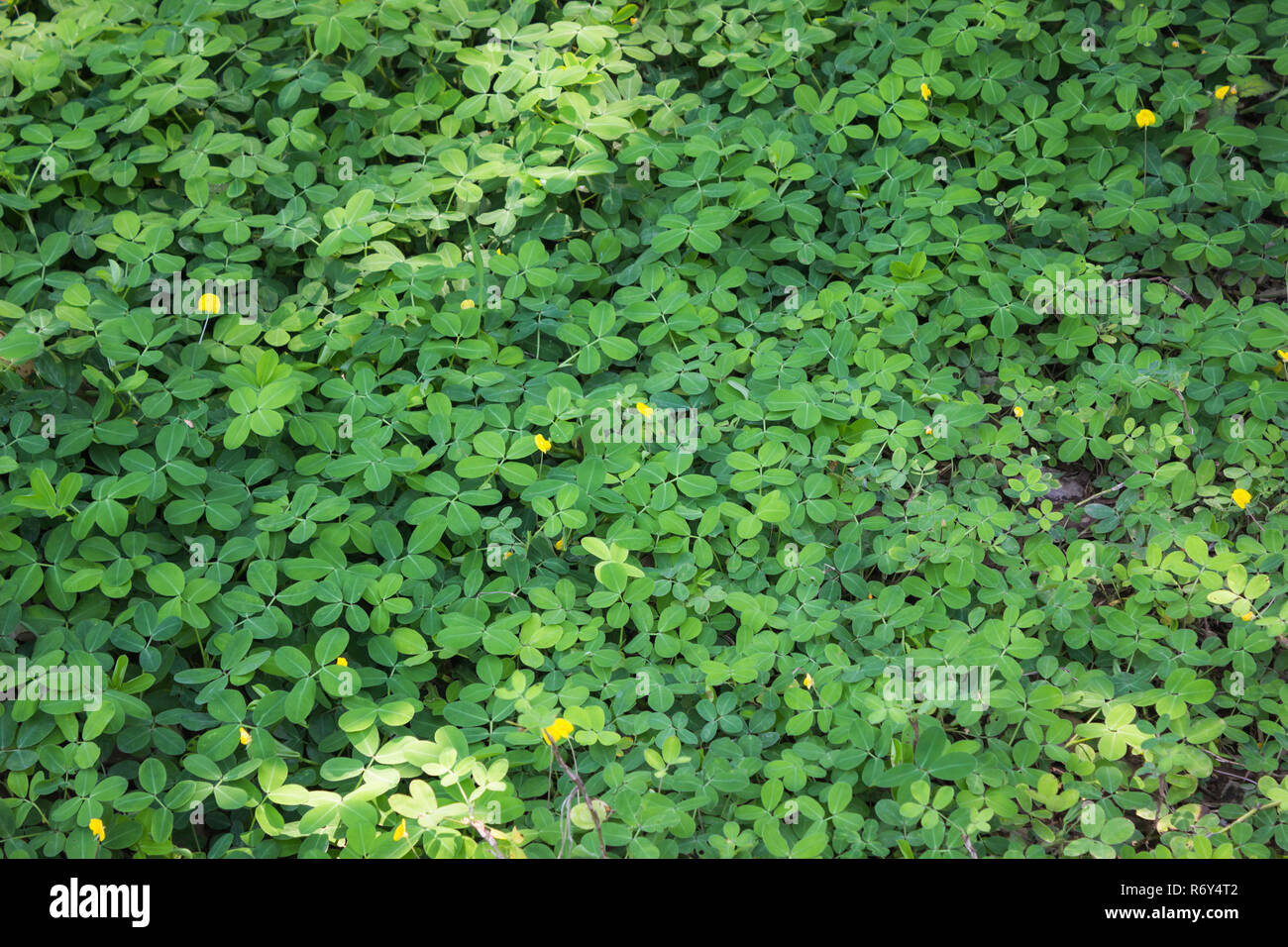 Grass with flowers and tree in the garden Stock Photo - Alamy