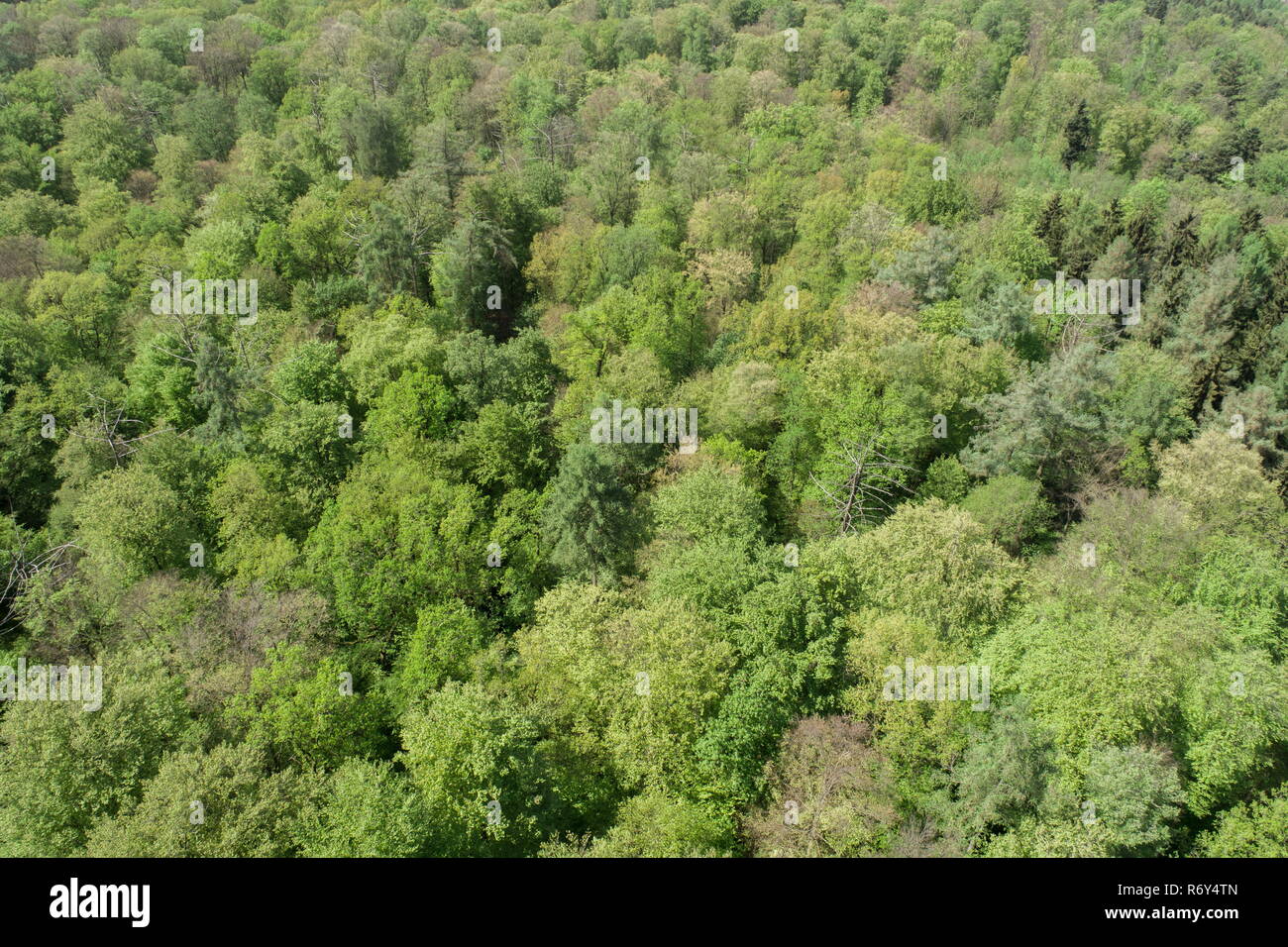 aerial view of the forest from a bird's eye view Stock Photo - Alamy