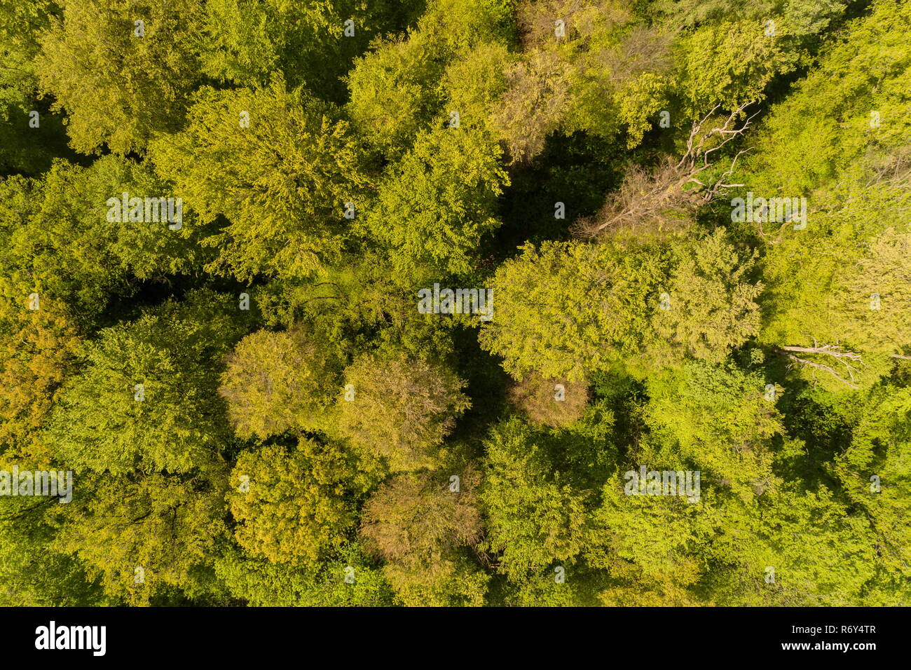 aerial view of the forest from a bird's eye view Stock Photo - Alamy
