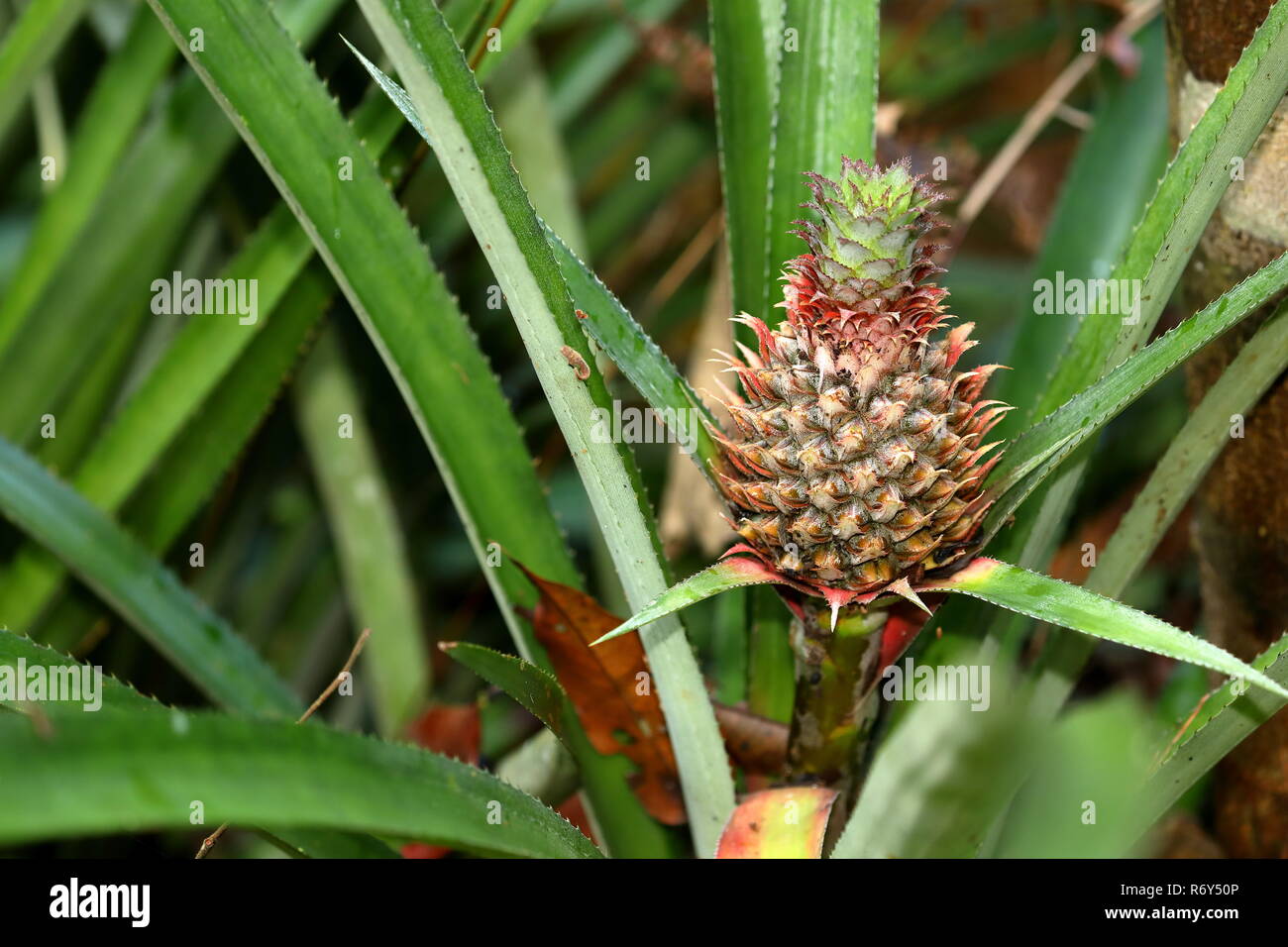 wild pineapple plant in the sinharaja rainforest of sri lanka Stock Photo - Alamy