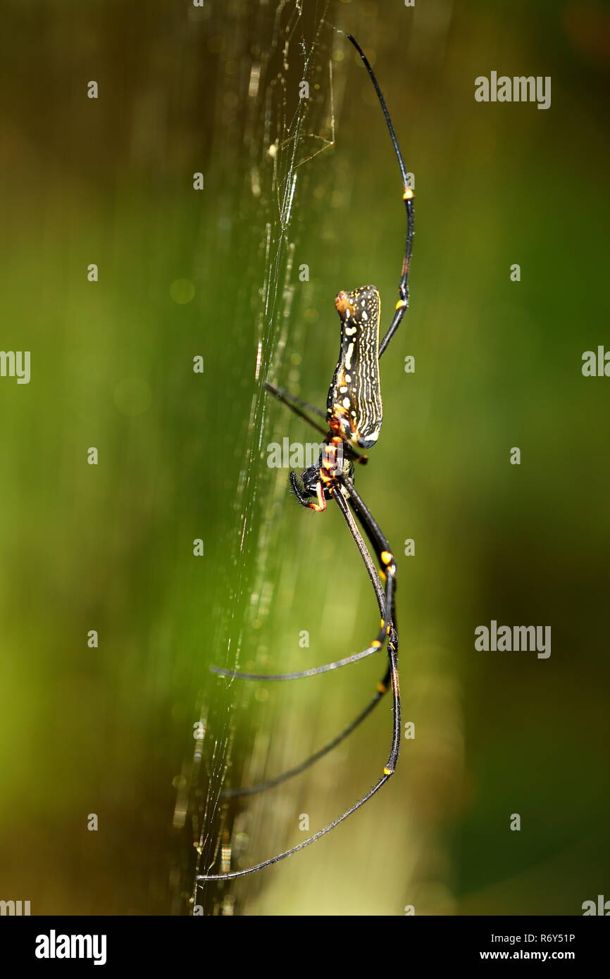 Spiders in the forest hi-res stock photography and images - Alamy