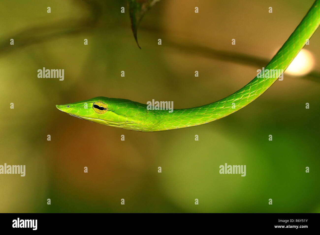Jungle snake hi-res stock photography and images - Alamy
