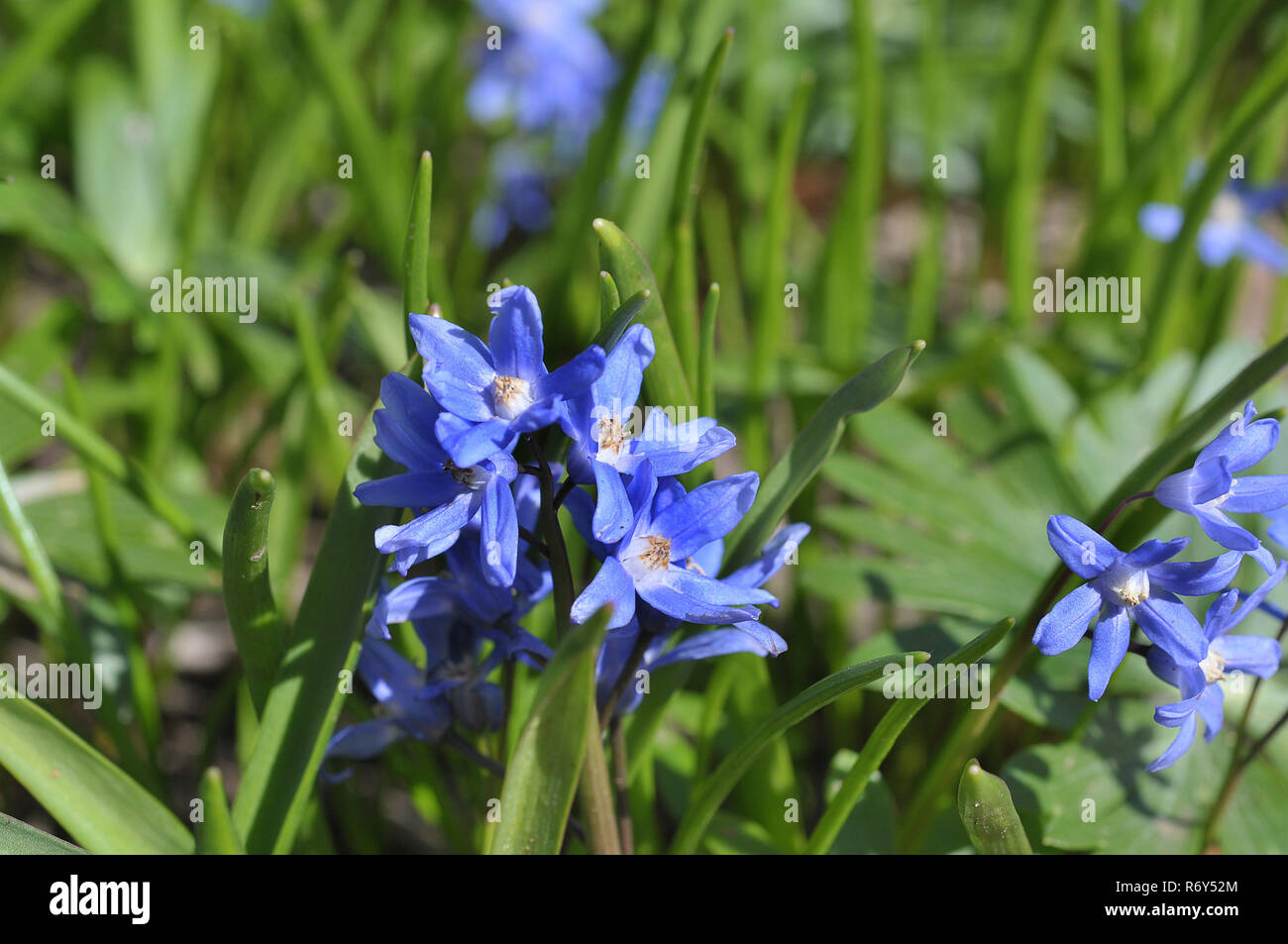 blue star flower Stock Photo - Alamy