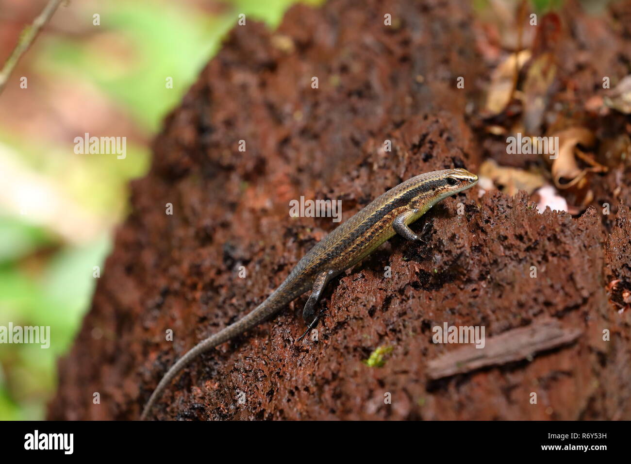 sri lanka bronze mabuya skink Stock Photo - Alamy