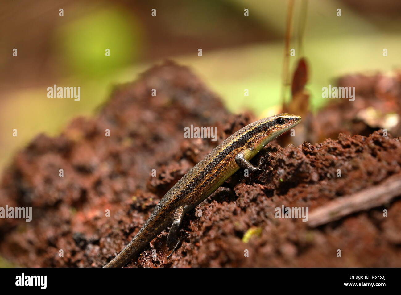sri lanka bronze mabuya skink Stock Photo - Alamy