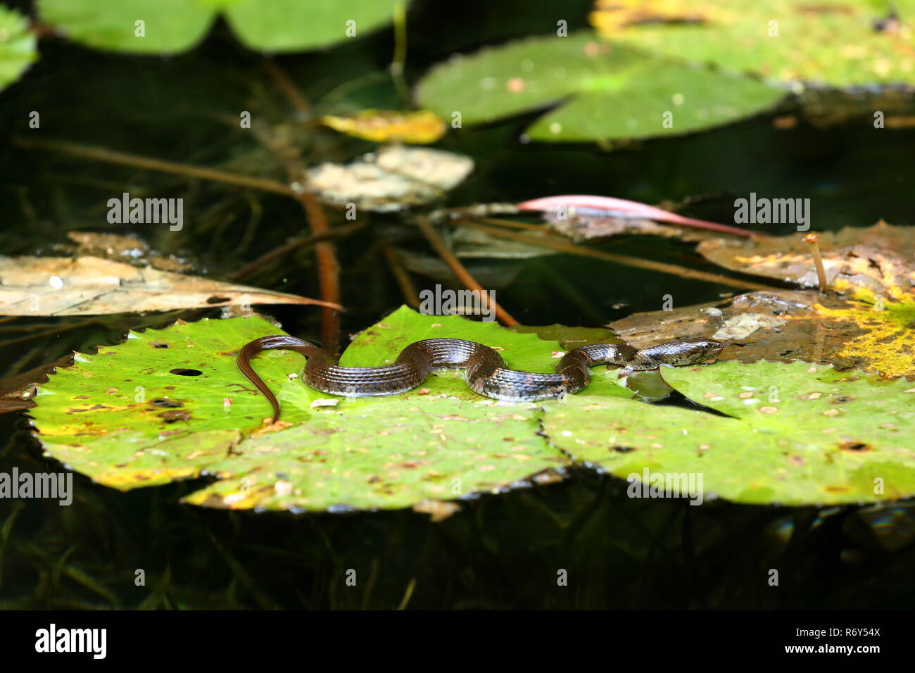 snake sunbathing in sinharaja forest in sri lanka Stock Photo - Alamy