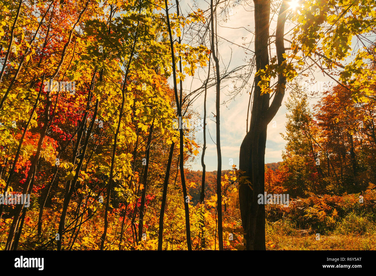 Yellow Birch Quebec High Resolution Stock Photography and Images - Alamy