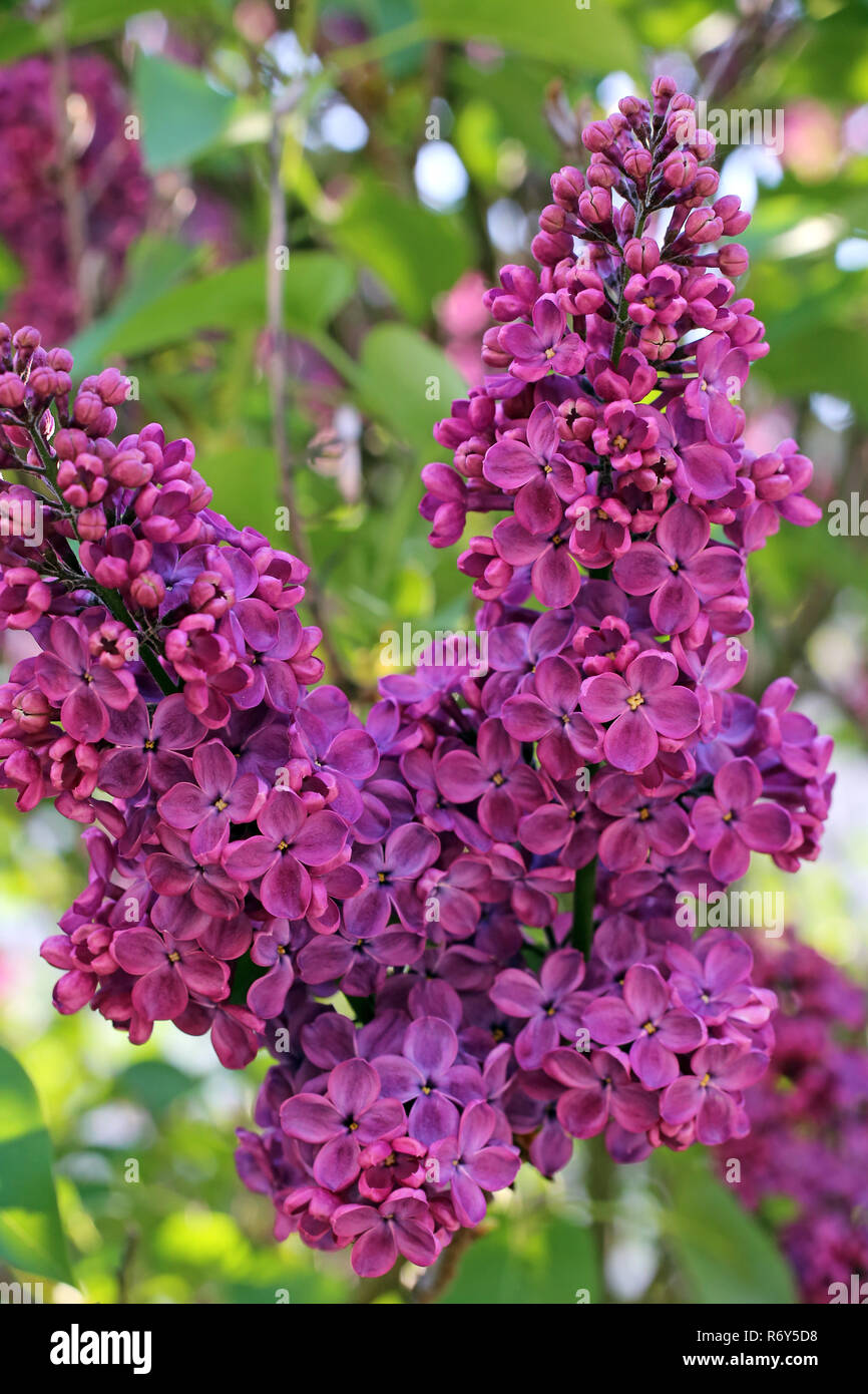 violet flowering lilac shrub syringa vulgaris Stock Photo - Alamy