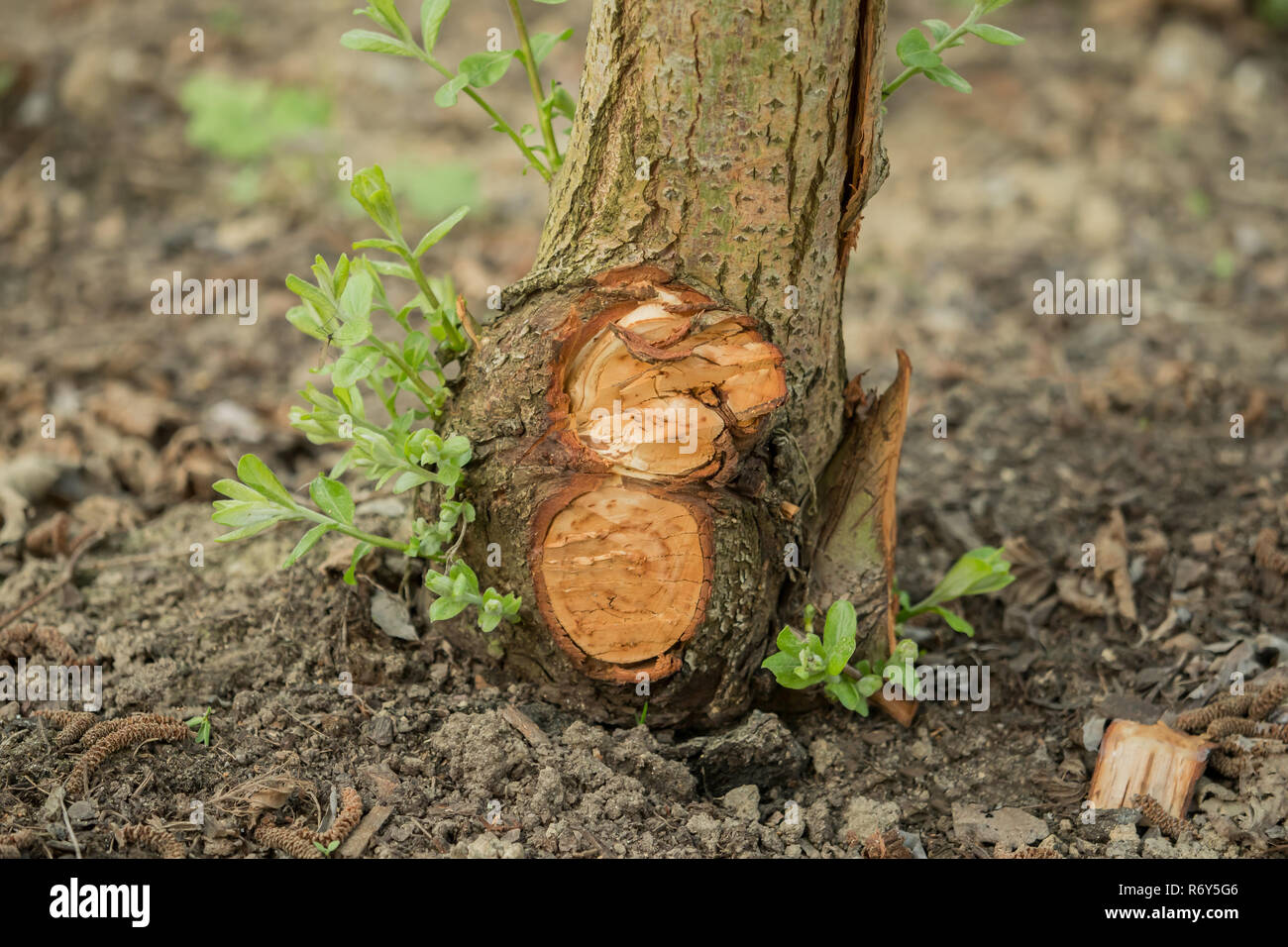 How to cut branches hi-res stock photography and images - Alamy