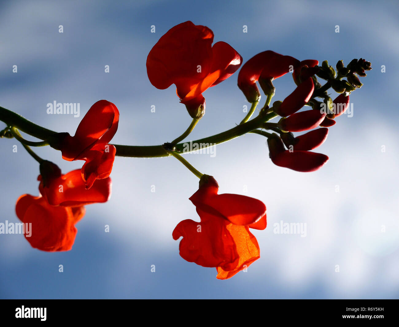 Red and white runner bean flowers hi-res stock photography and images ...
