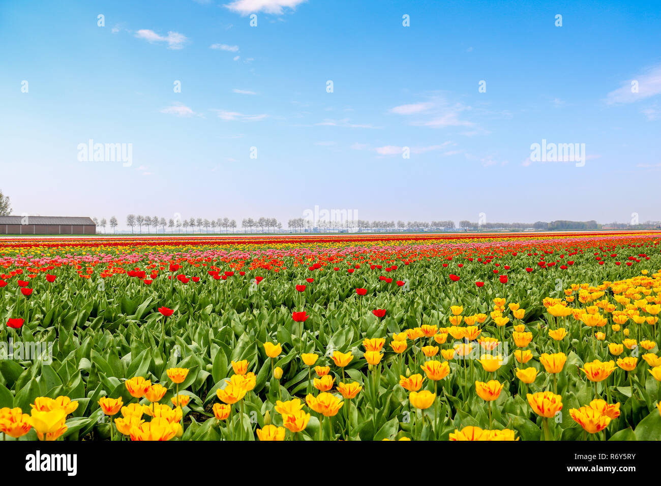 colorful tulip fields in holland in spring Stock Photo - Alamy