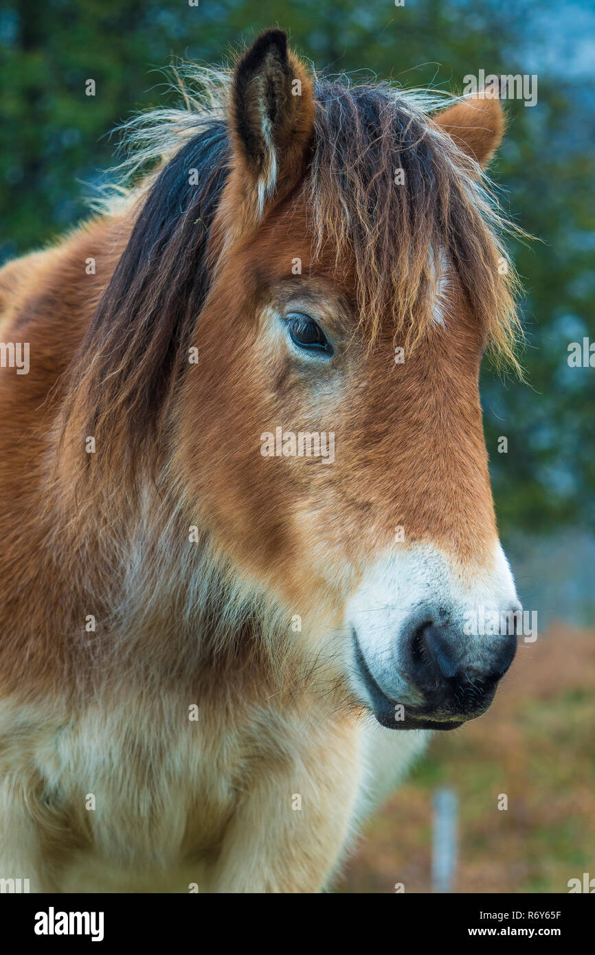 Beautiful brown young donkey hi-res stock photography and images - Alamy