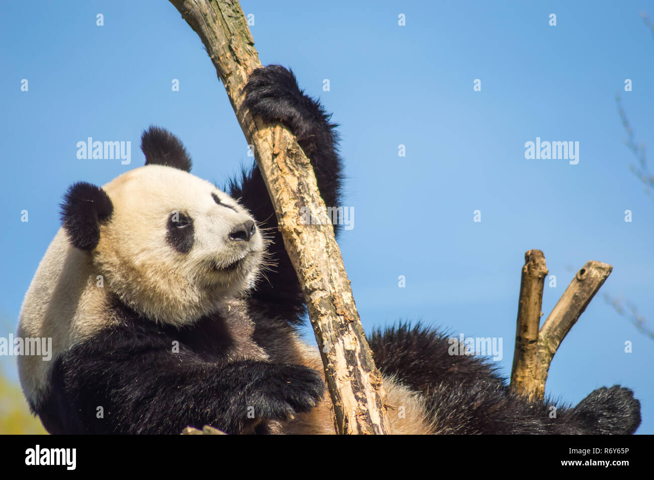 Giant panda sitting on a wooden platform in a wildlife park Stock Photo ...