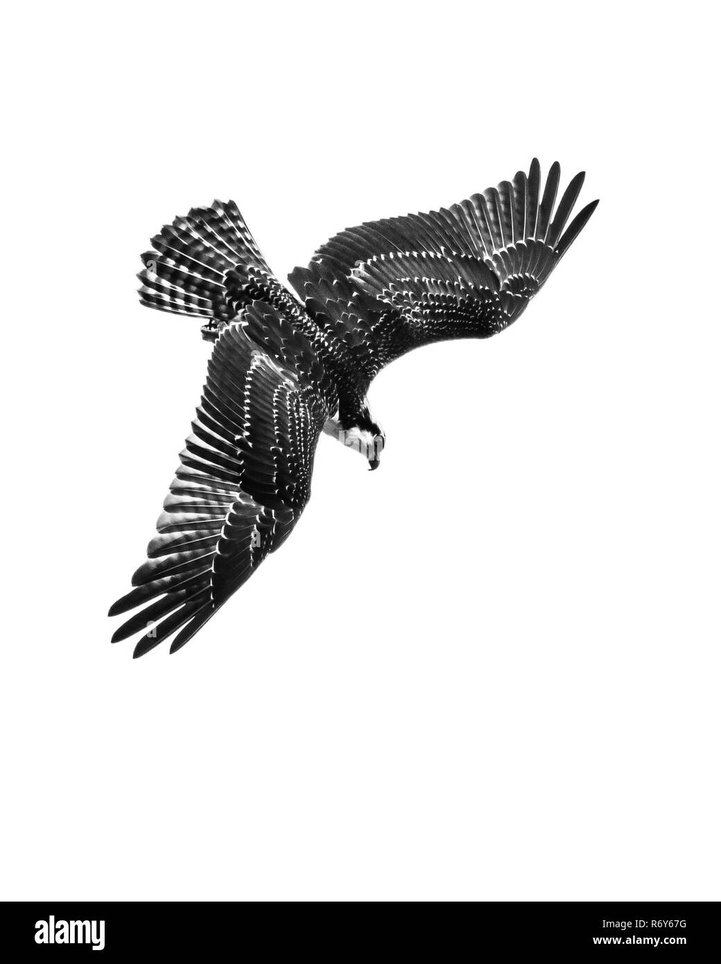 Osprey Black and White Stock Photos & Images - Alamy