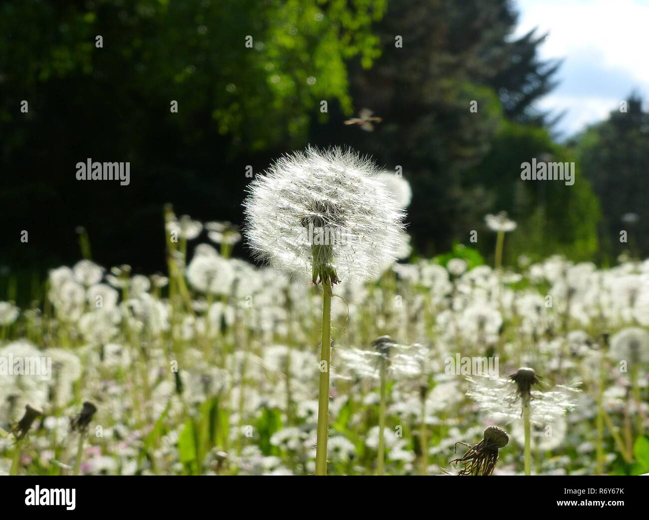 Full ripe dandelion hi-res stock photography and images - Alamy