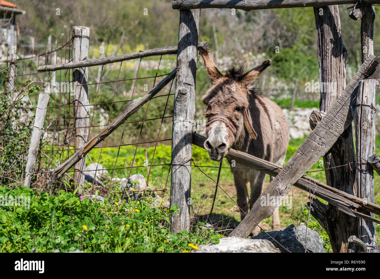 Small sad donkey on a farm Stock Photo - Alamy