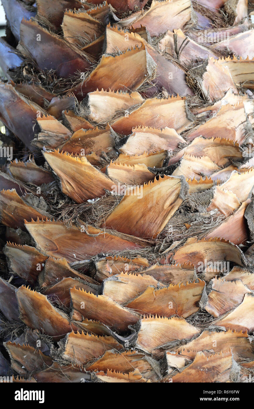 Palm Tree Bark Stock Photo - Alamy