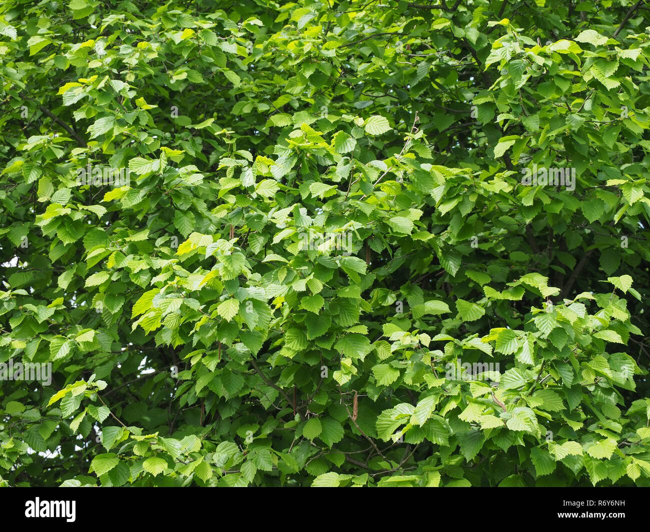hazel tree leaves Stock Photo - Alamy