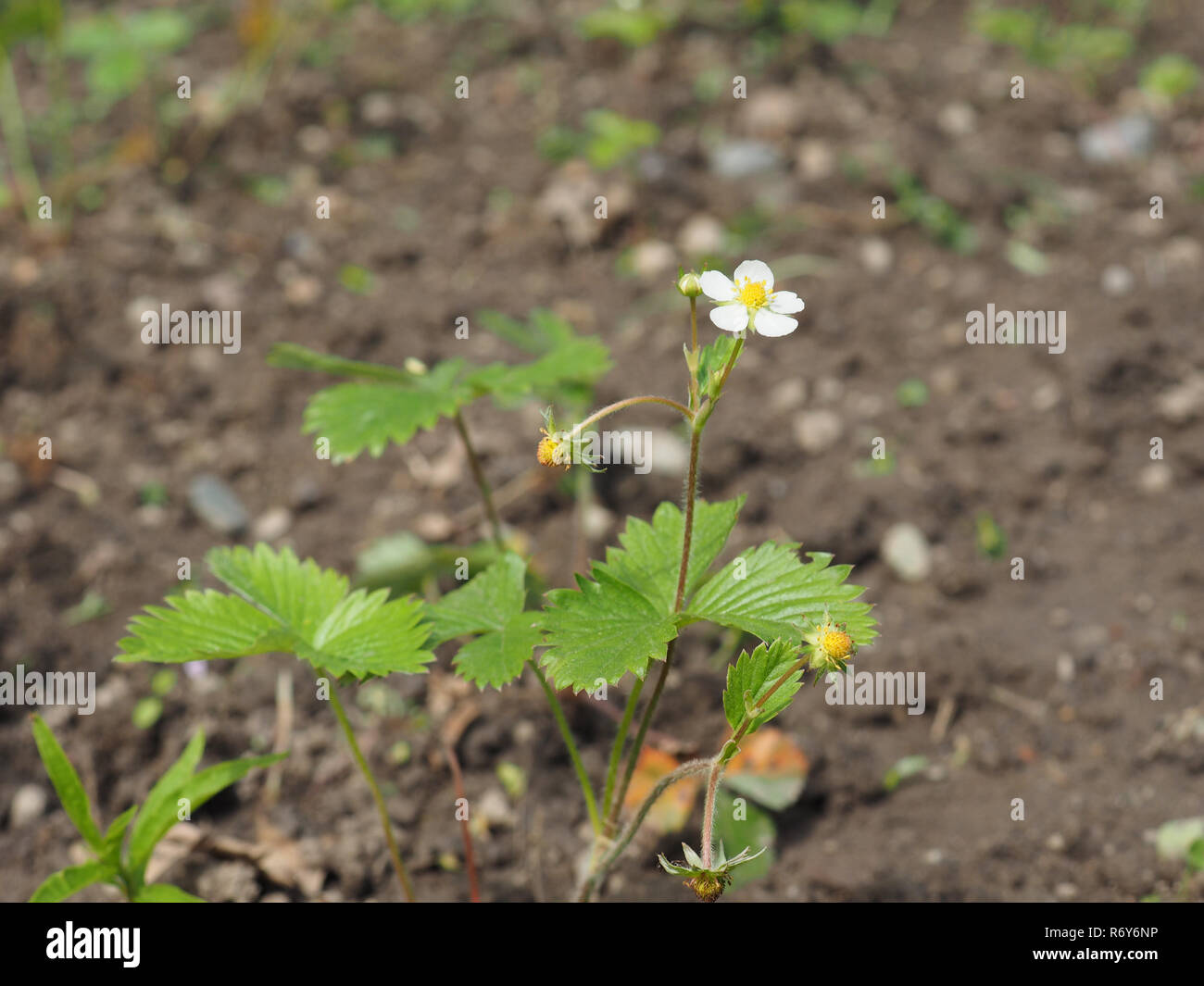 strawberry fruit plant Stock Photo - Alamy