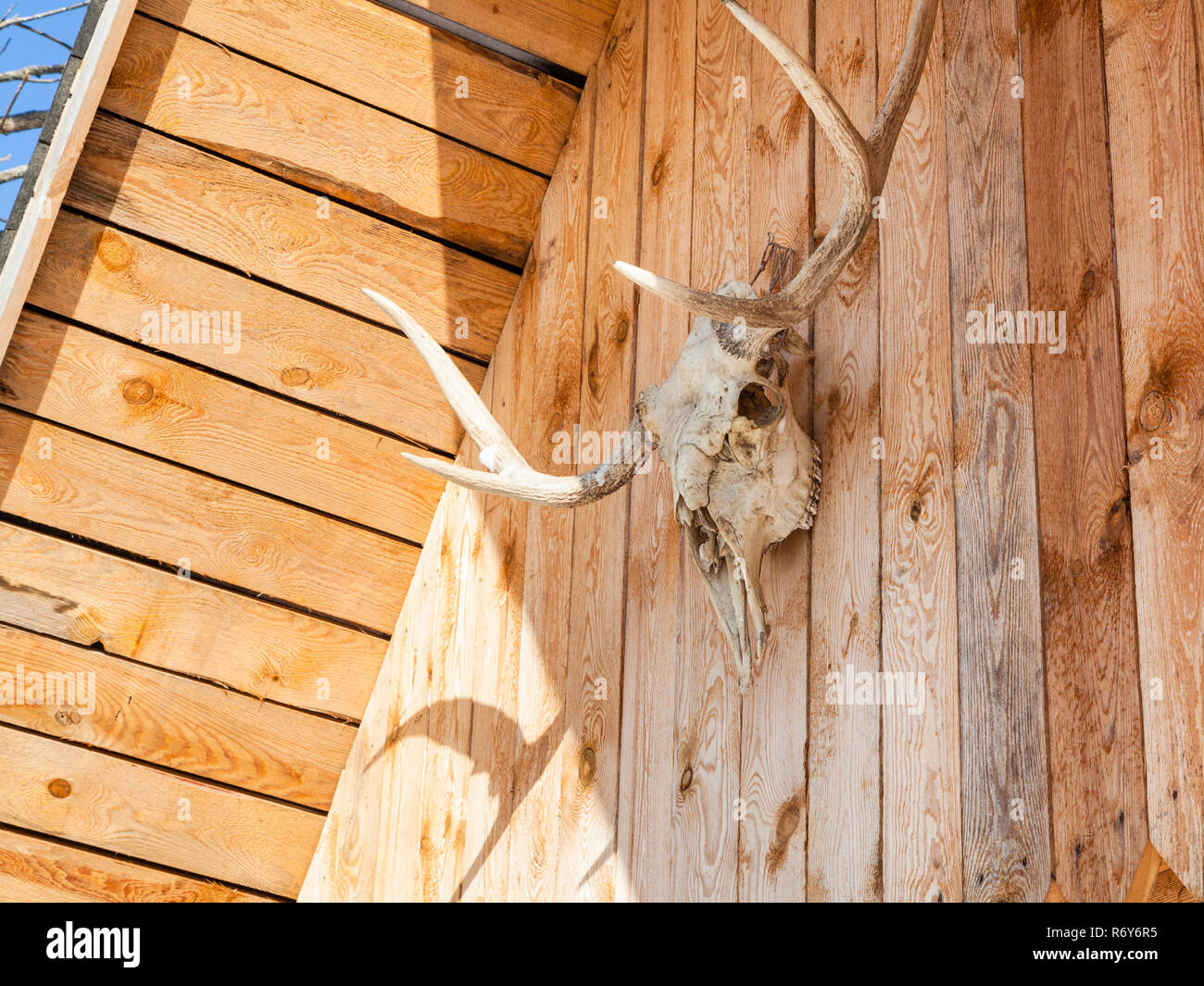 side view of skull of moose on country house Stock Photo - Alamy