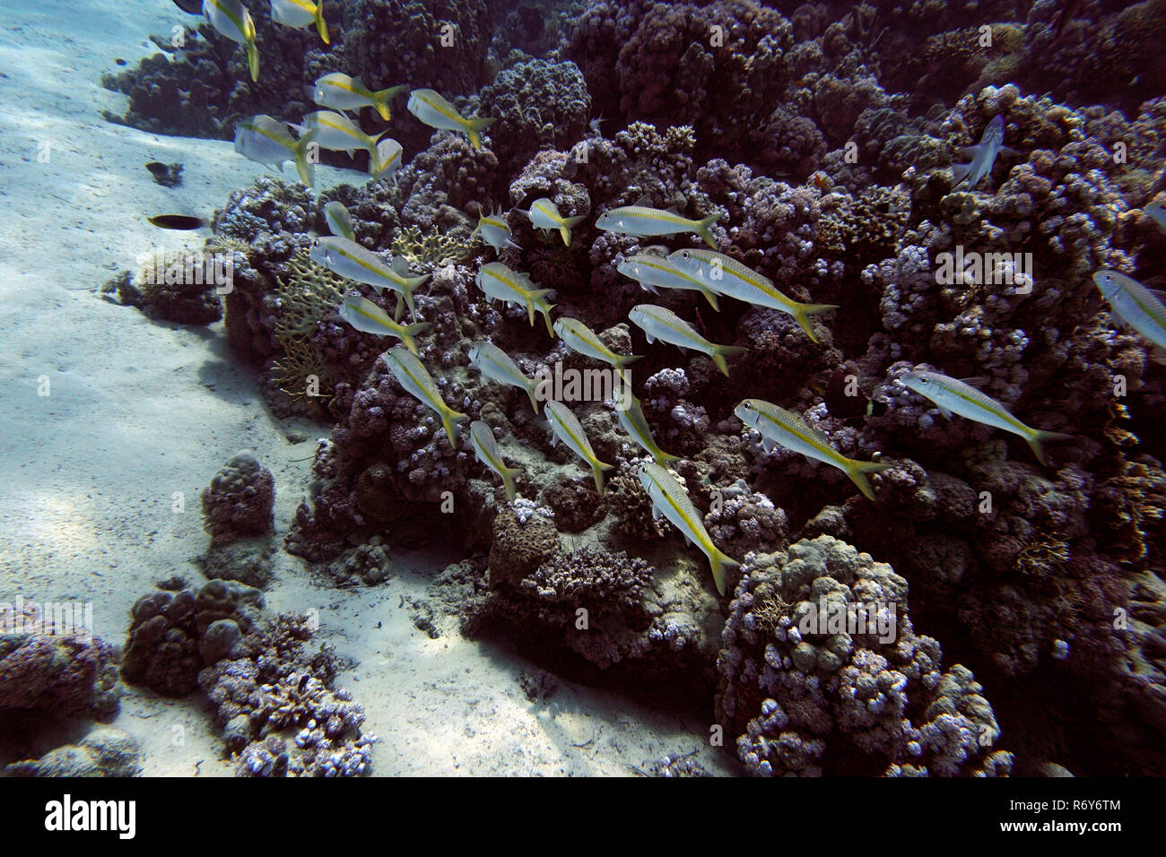 yellow-banded red mullet (mulloides flavolineatus) - swarm Stock Photo ...