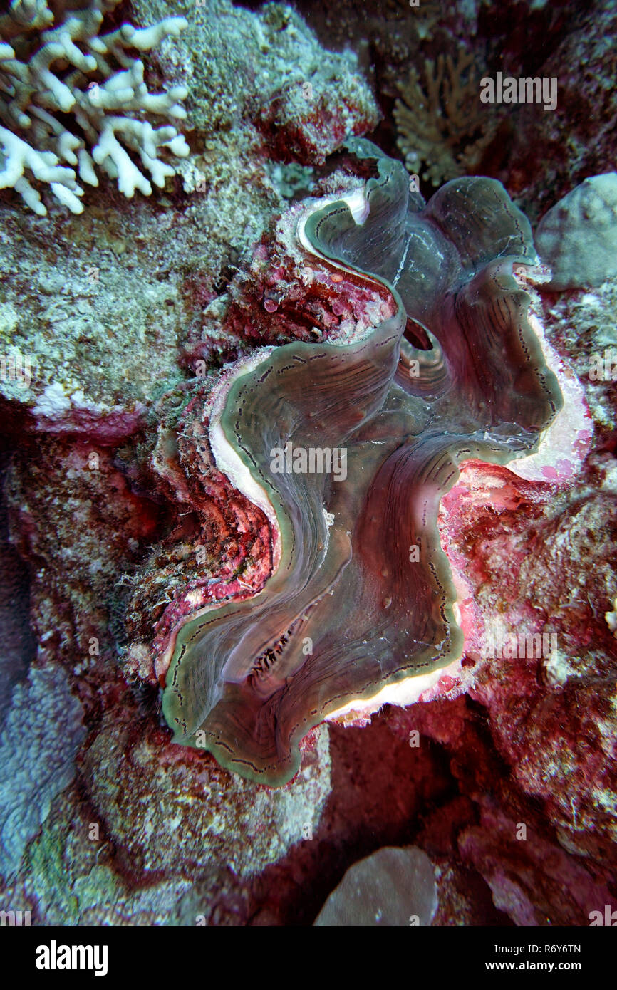 giant clam,murder shell (tridacna spec Stock Photo - Alamy